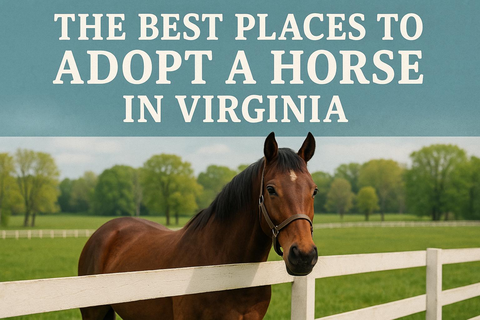 The Best Places to Adopt a Horse in Virginia